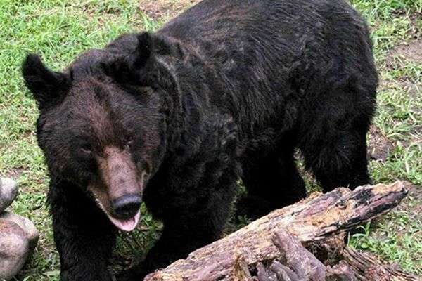 Oliver: A New Life For a Broken Bear – One Green Planet