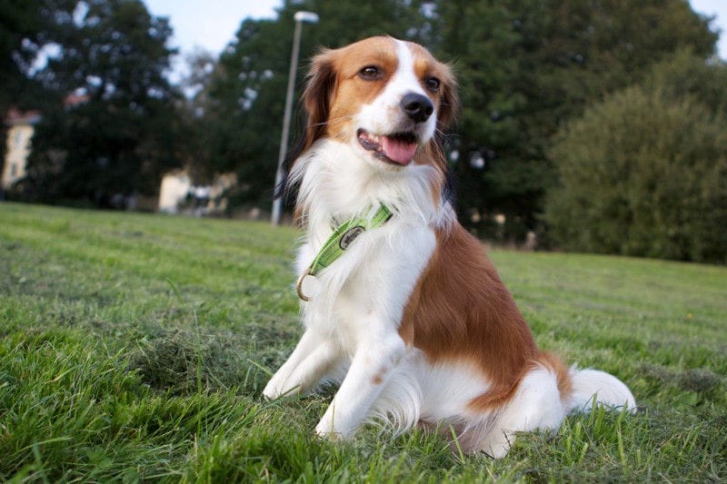How Can I Get A Healthy Puppy