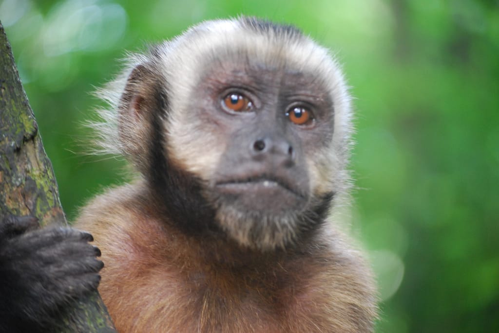 Adorable Rescued Monkey Wants You to Crush All The Leaves NOW! (VIDEO ...