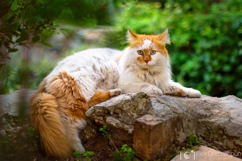 Cute Stray Cat