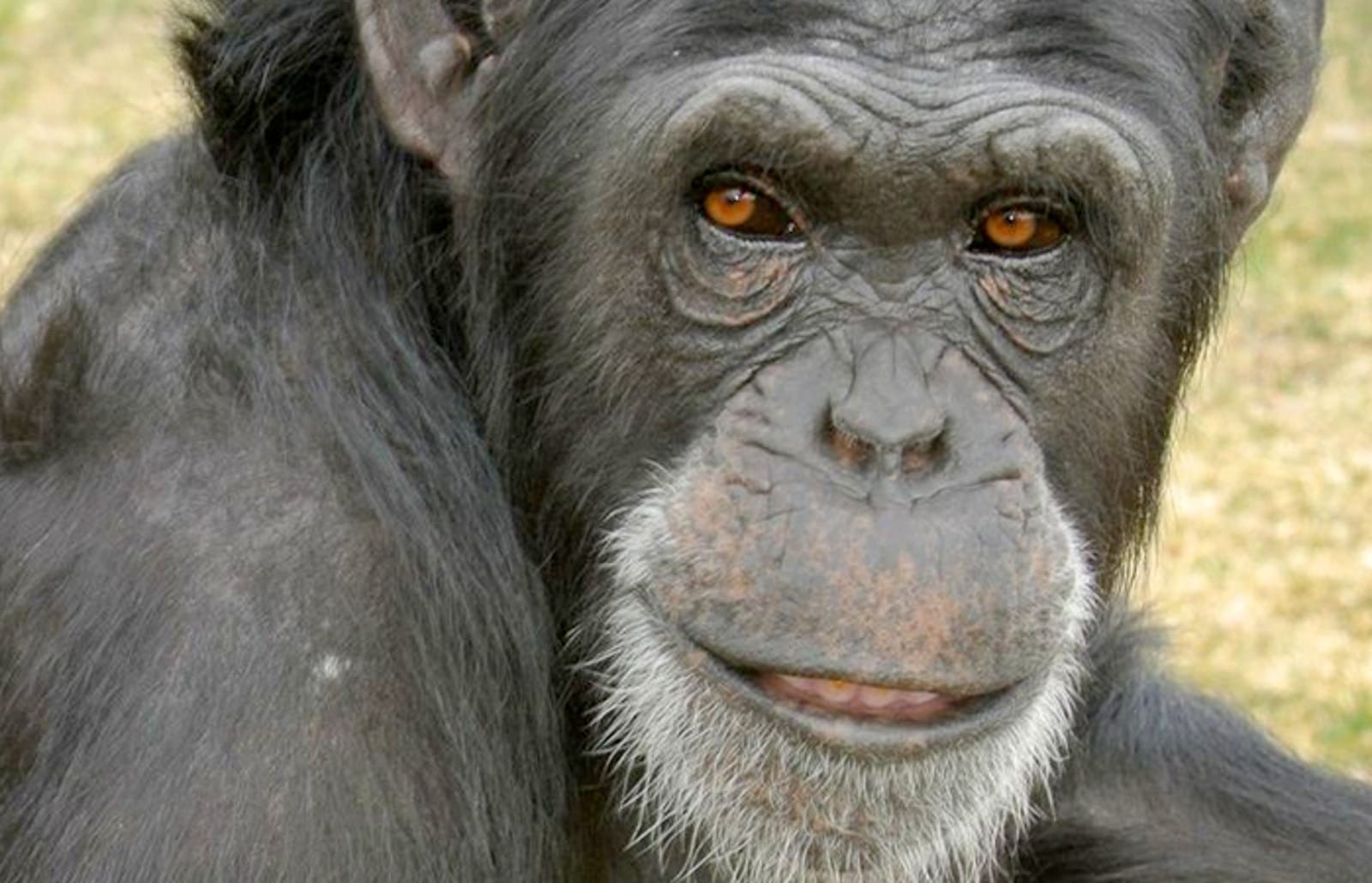 Meet 4 Kick-Ass Animals Who Broke Free from Captivity! – One Green Planet