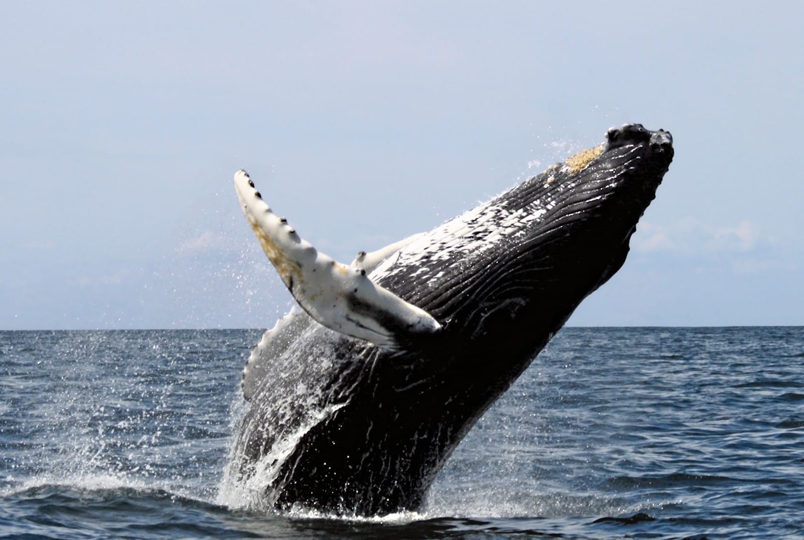 5 Videos of Amazing Wild Whale Encounters (This is How We Should See ...
