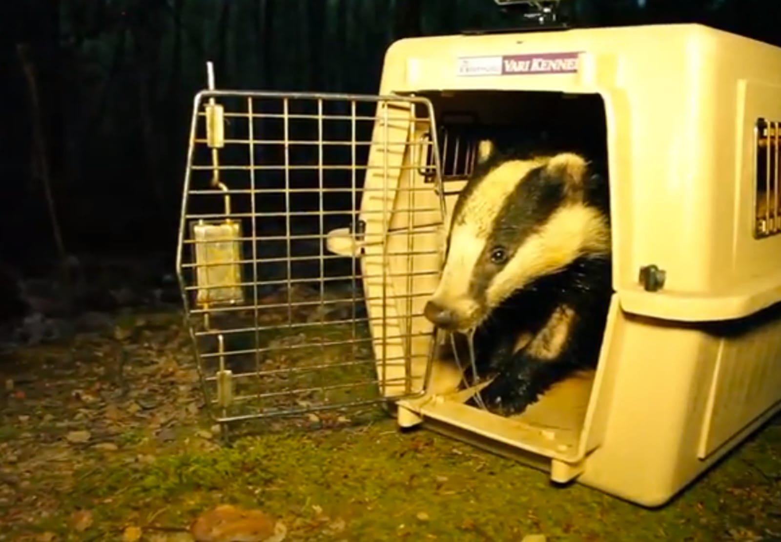 Injured Badger Mom Rejoins Her Cubs in Heartwarming Reunion [VIDEO ...