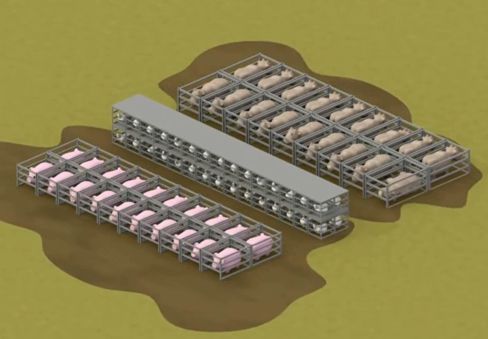 The Brutal Basics of Factory Farming All in One Video (and Without the ...