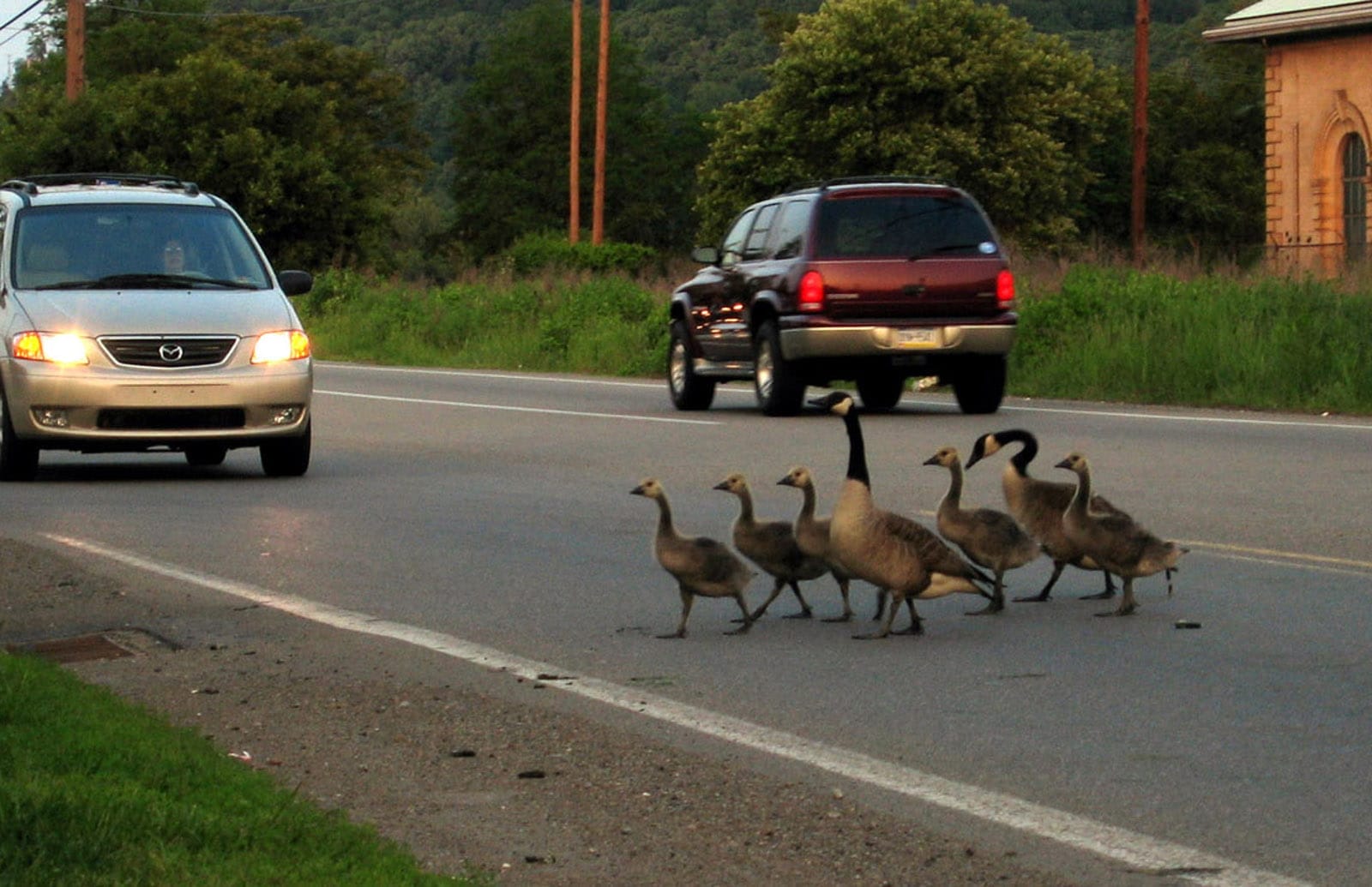 Watch as Police Escort a Goose Family to Safety Off the Interstate ...