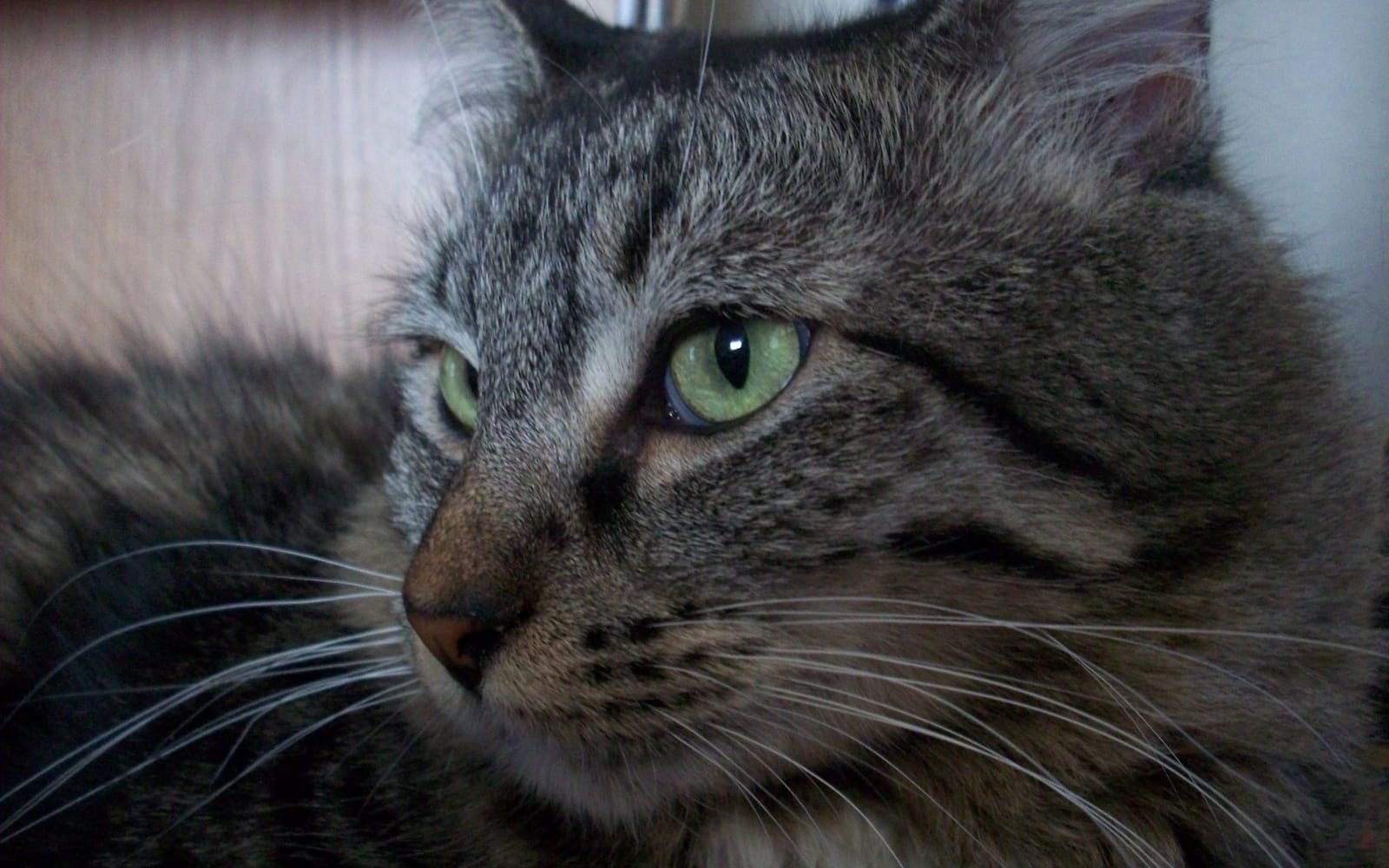 Tara the Hero Cat ‘Throws’ First Pitch at California Baseball Game ...