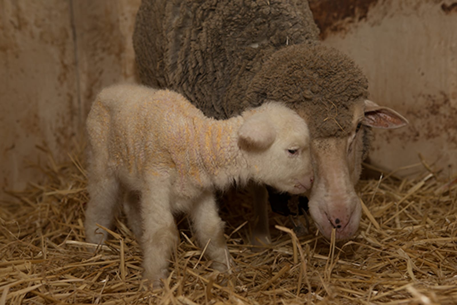One Little Sheep