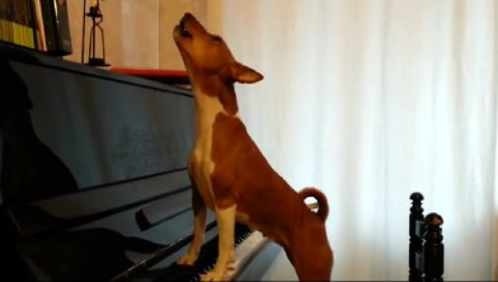 Watch This Basenji Dog Play the Piano and Sing Along! (VIDEO) – One ...