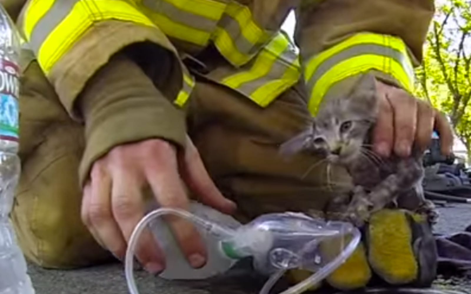 The Most Amazing Rescue Captured on Film: Firefighter Saves Kitten ...
