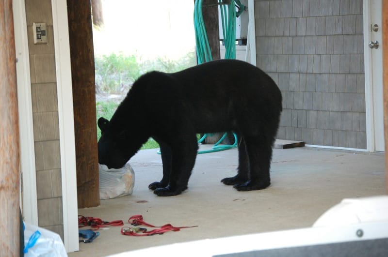 Brave Man Saving Drowning 400-lb Black Bear Is Possibly one of the ...