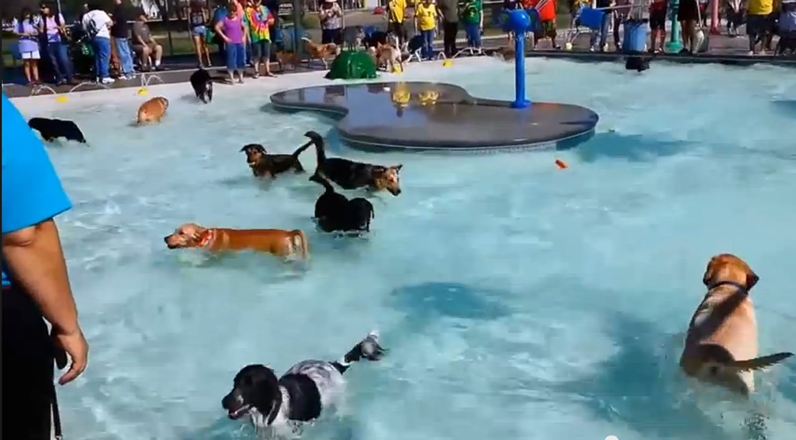 This Public Pool Has an Annual Pooch Pool Party to Raise Money for ...
