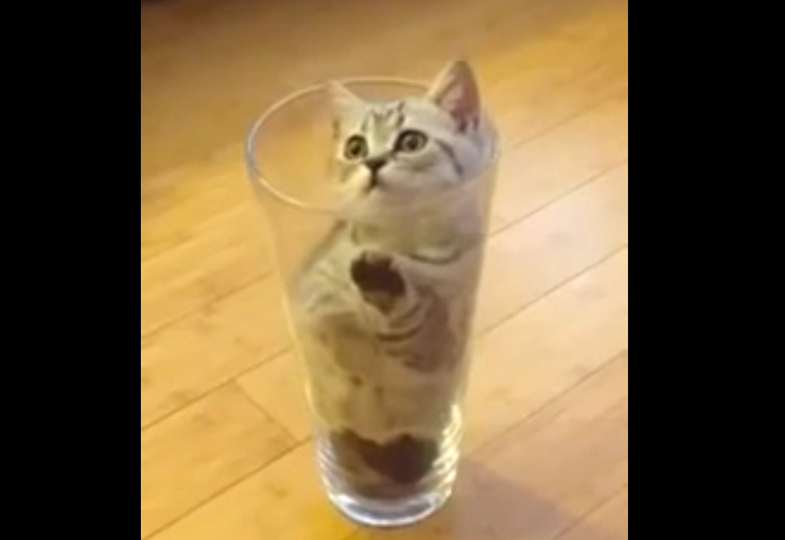 Watch This Kitten Cozy up Inside a Glass! – One Green Planet