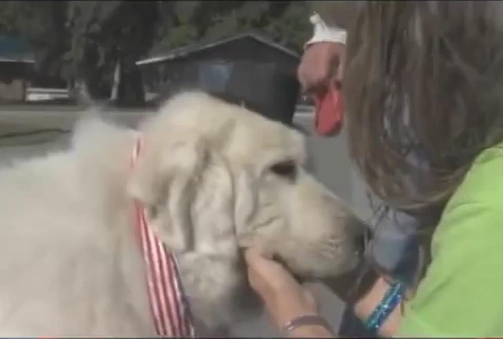 This Dog was Just Elected Mayor of Cormorant, Minnesota. WOOF, That’s ...