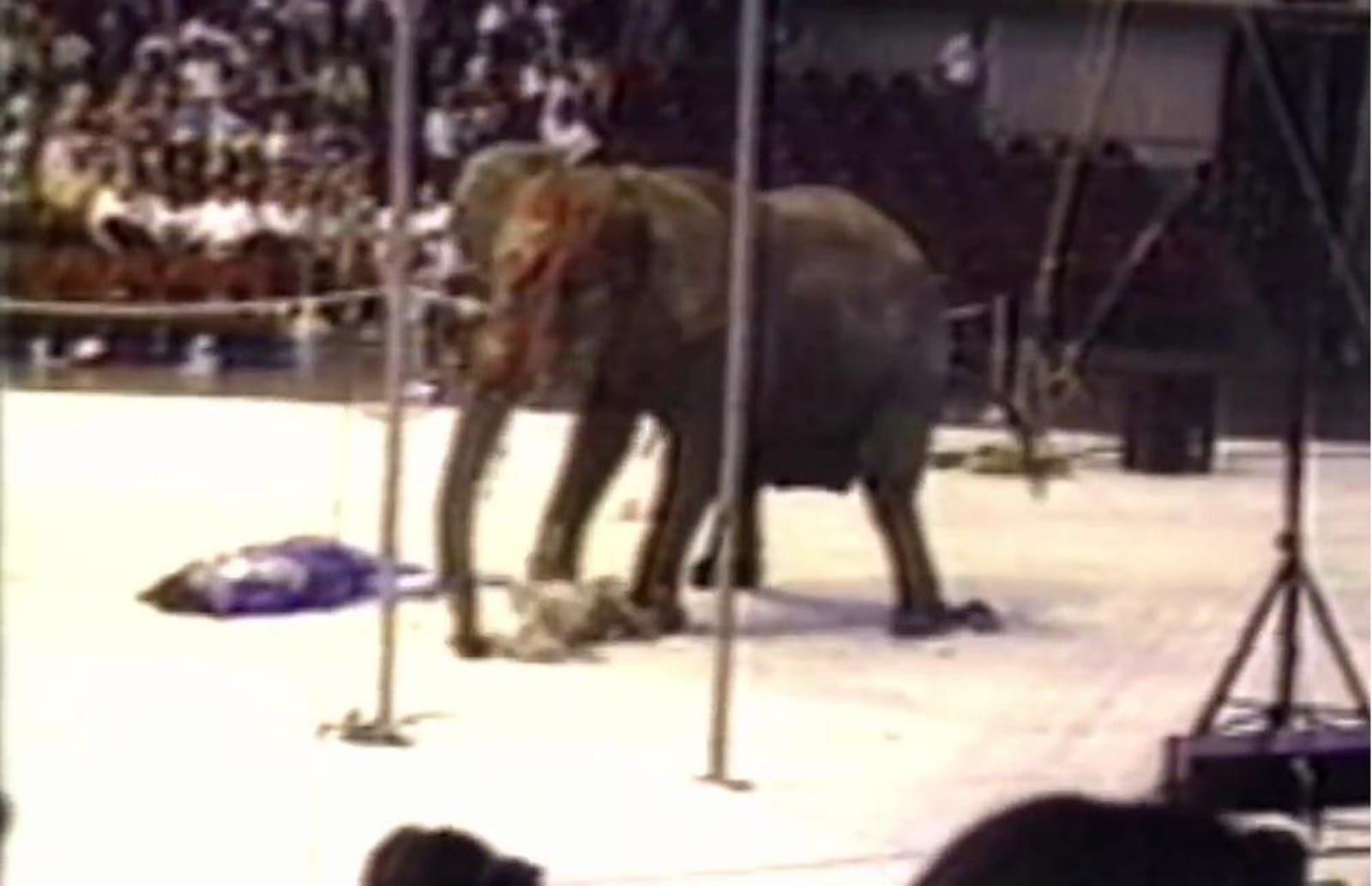 Moscow International Circus Pledges to Go Animal Free! – One Green Planet