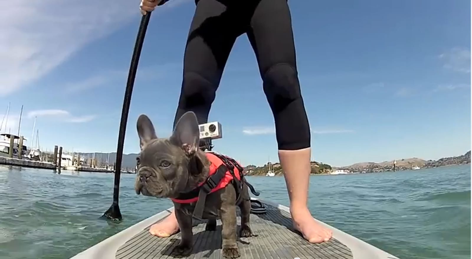This Paddleboarding Dog Is The Cutest Ever! – One Green Planet