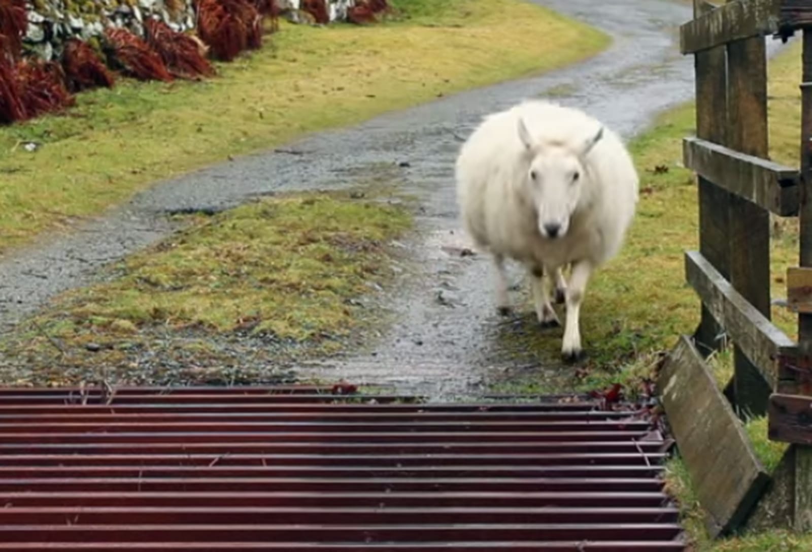 How Does a Sheep Cross a Cattle Grid? (VIDEO) – One Green Planet