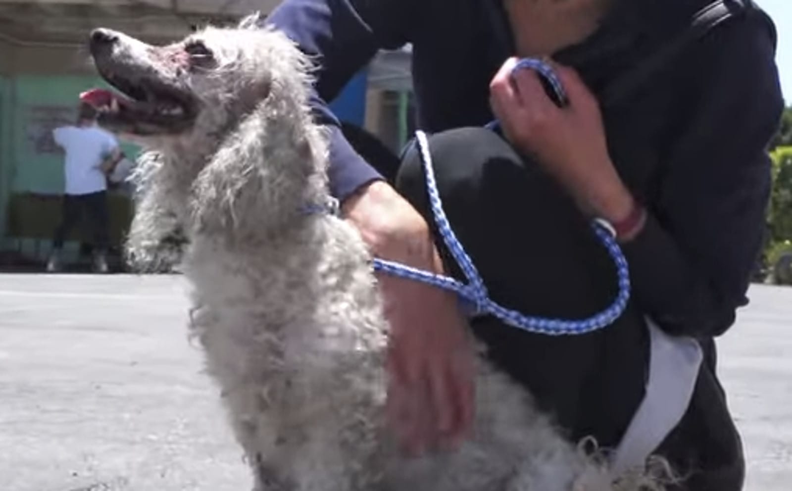 Carly the Neglected Dog Gets a Fairytale Rescue (VIDEO) – One Green Planet