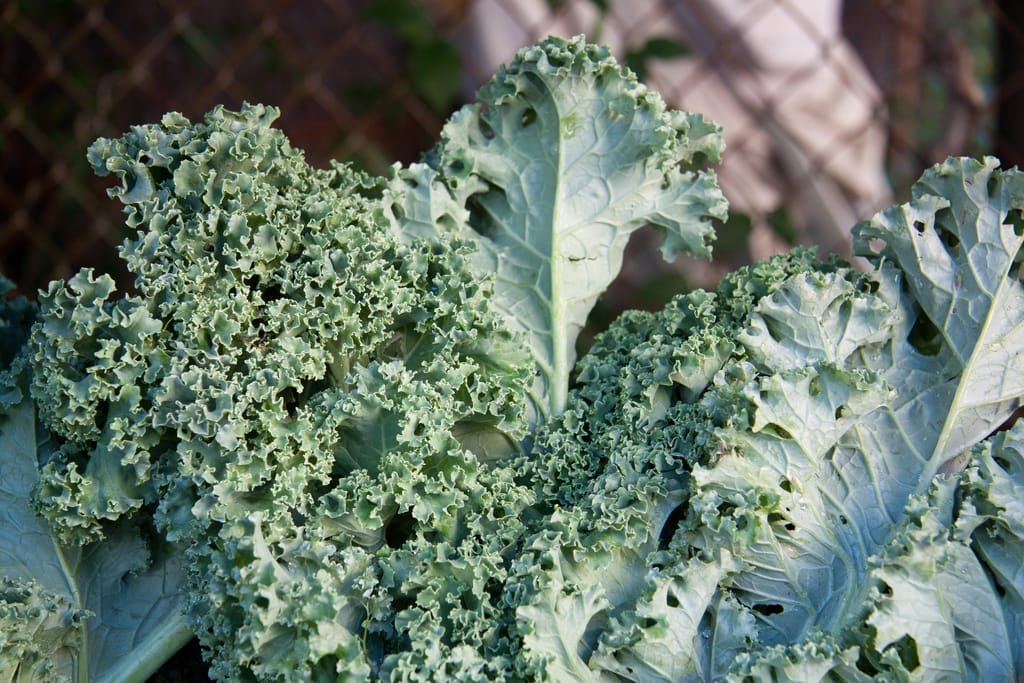 Kale Plant Varieties