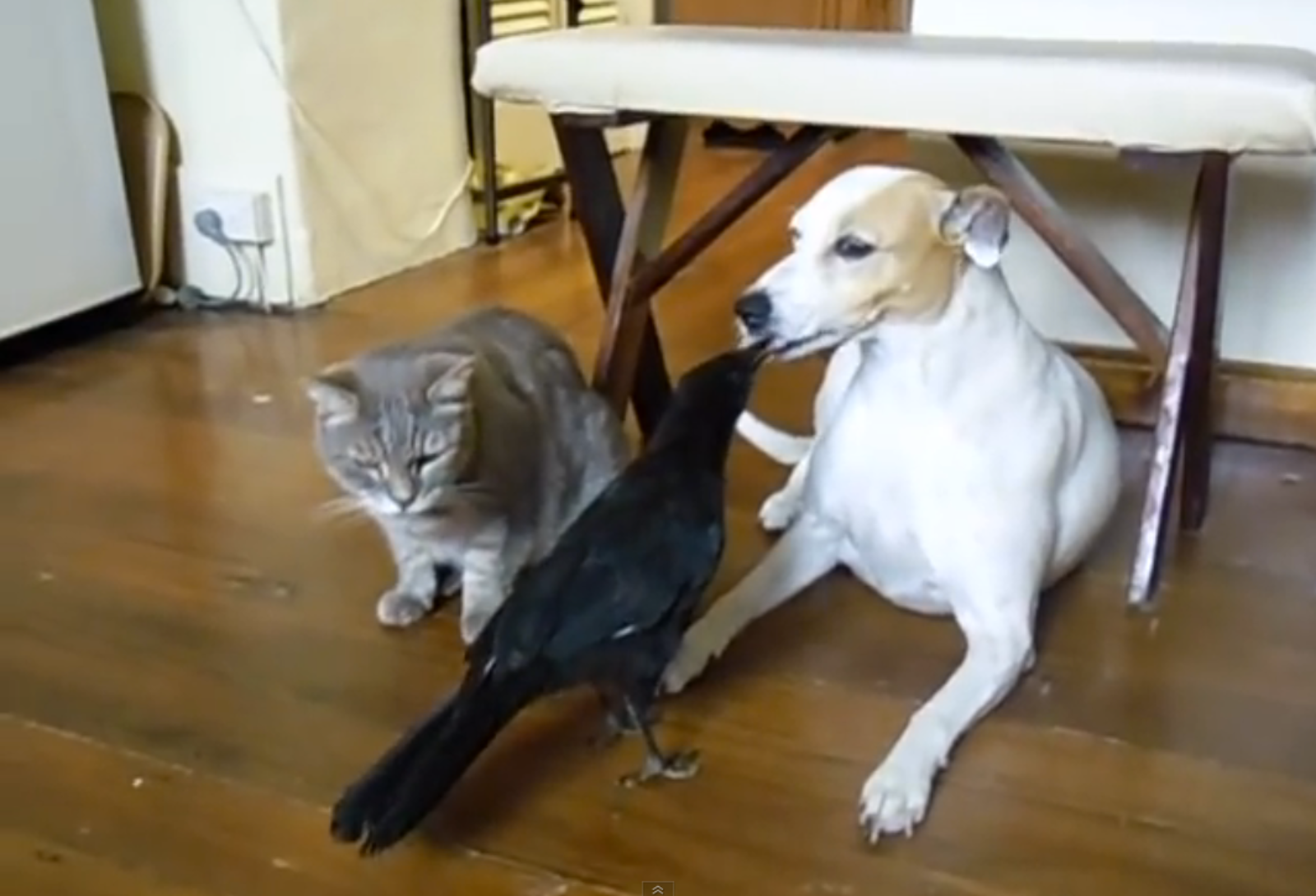 Supper Time! Watch This Friendly Bird Feed Its Cat and Dog Friends ...