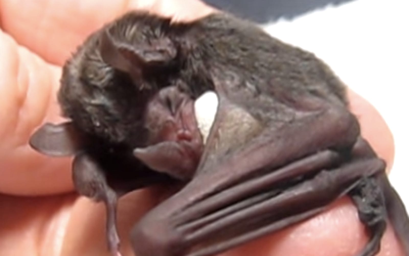 Meet Lil’ Drac, the Orphaned Bat Being Hand-Raised by Bat World ...