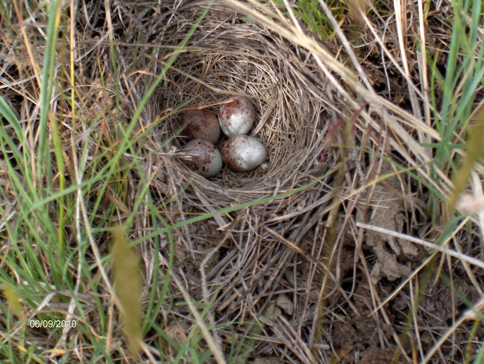 World’s First Artificial Bird Nests Built Near Wind Farm – One Green Planet