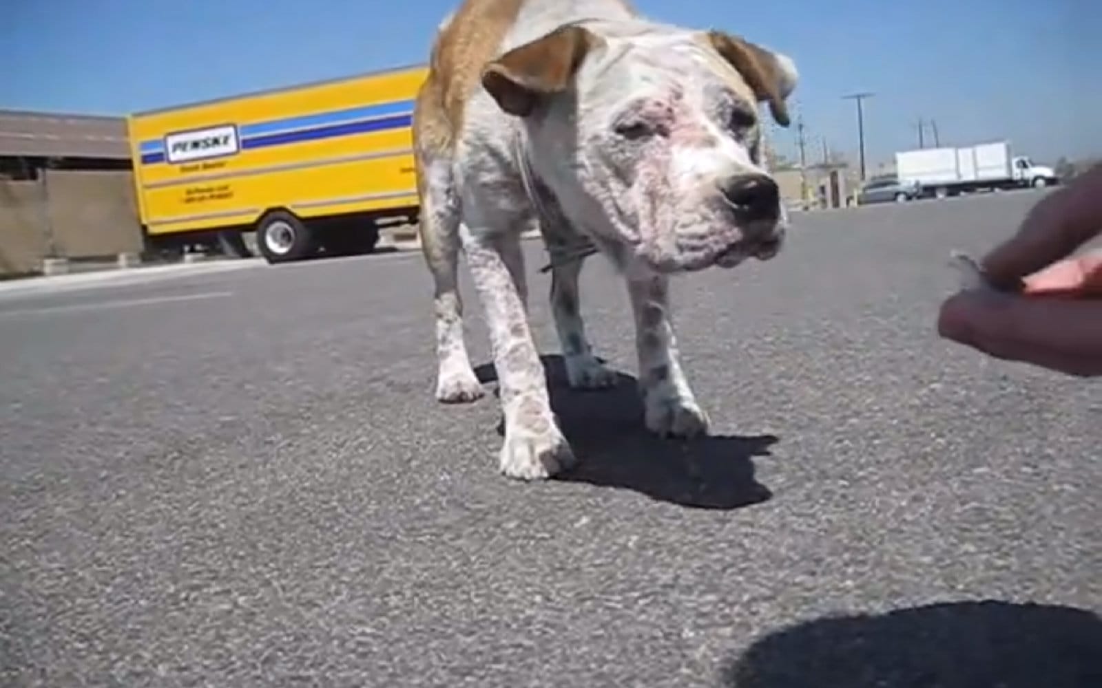 These Dogs Were Given a Second Chance After Being Dumped in a Landfill ...