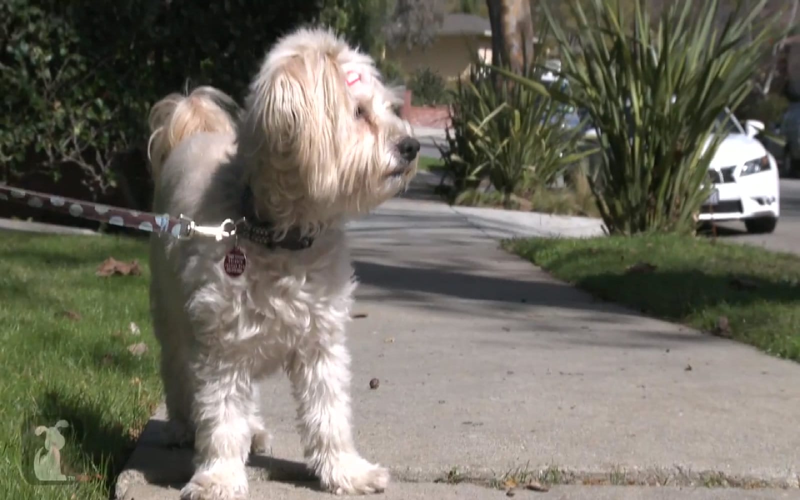 Pregnant and Unwanted: The Tale of Mimi the Maltese (VIDEO) – One Green ...