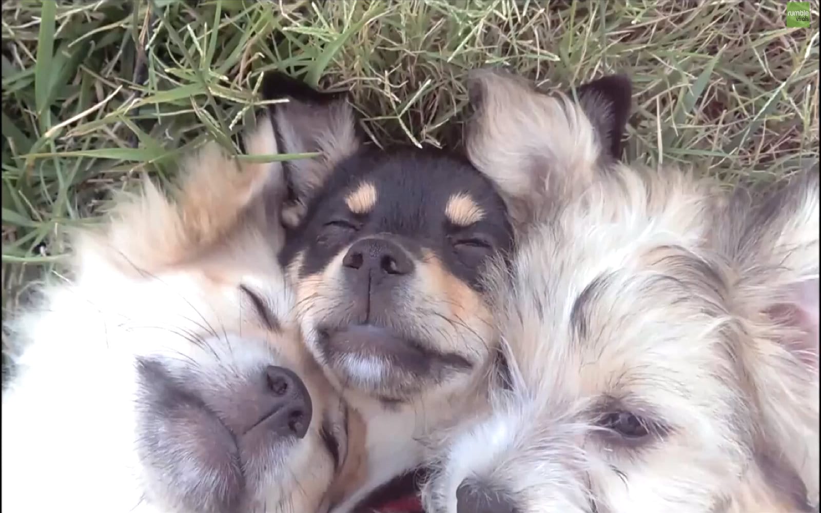 Cuddling Pups Enjoy an Afternoon of Puppy Love (VIDEO) – One Green Planet