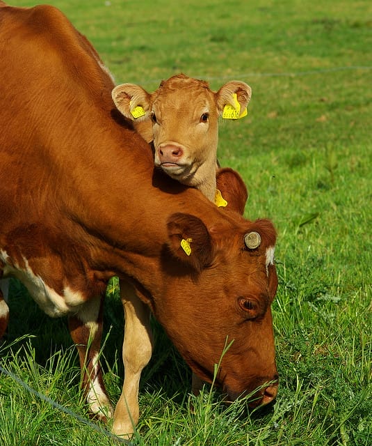 Good Cow Calves
