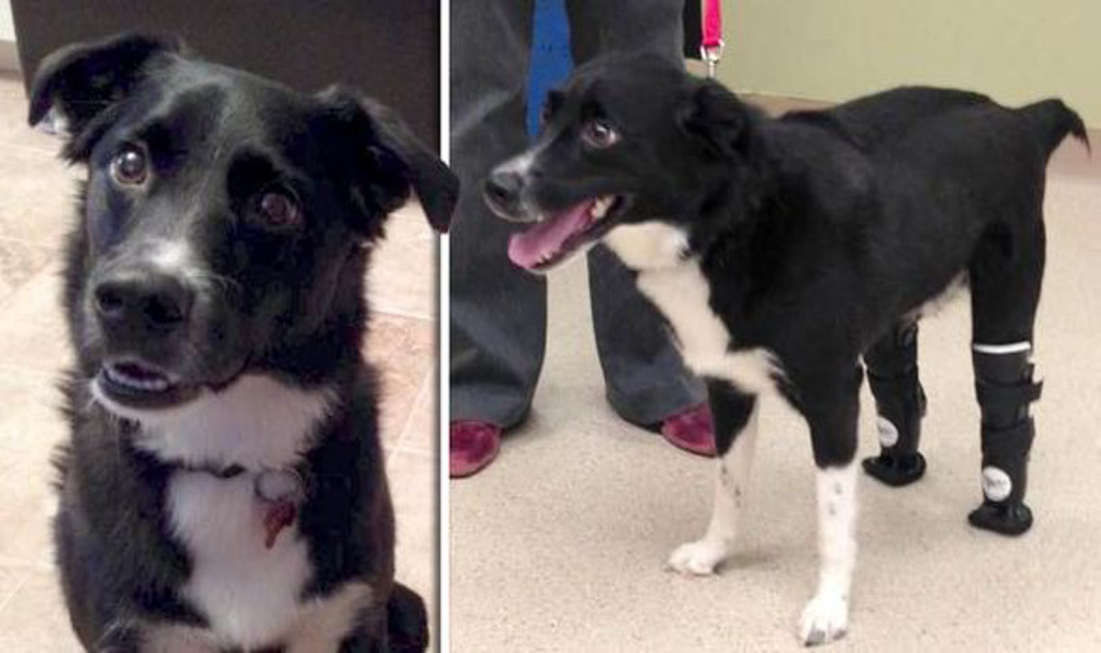 Hector the Dog Can Run Again Thanks to His Prosthetic Legs (VIDEO ...