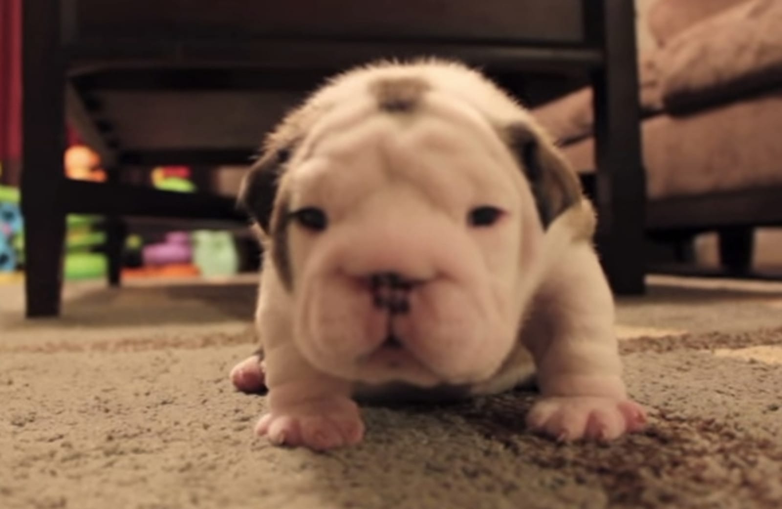 This Bulldog Puppy Can Barely Walk, But He’s Got Quite the Attitude ...