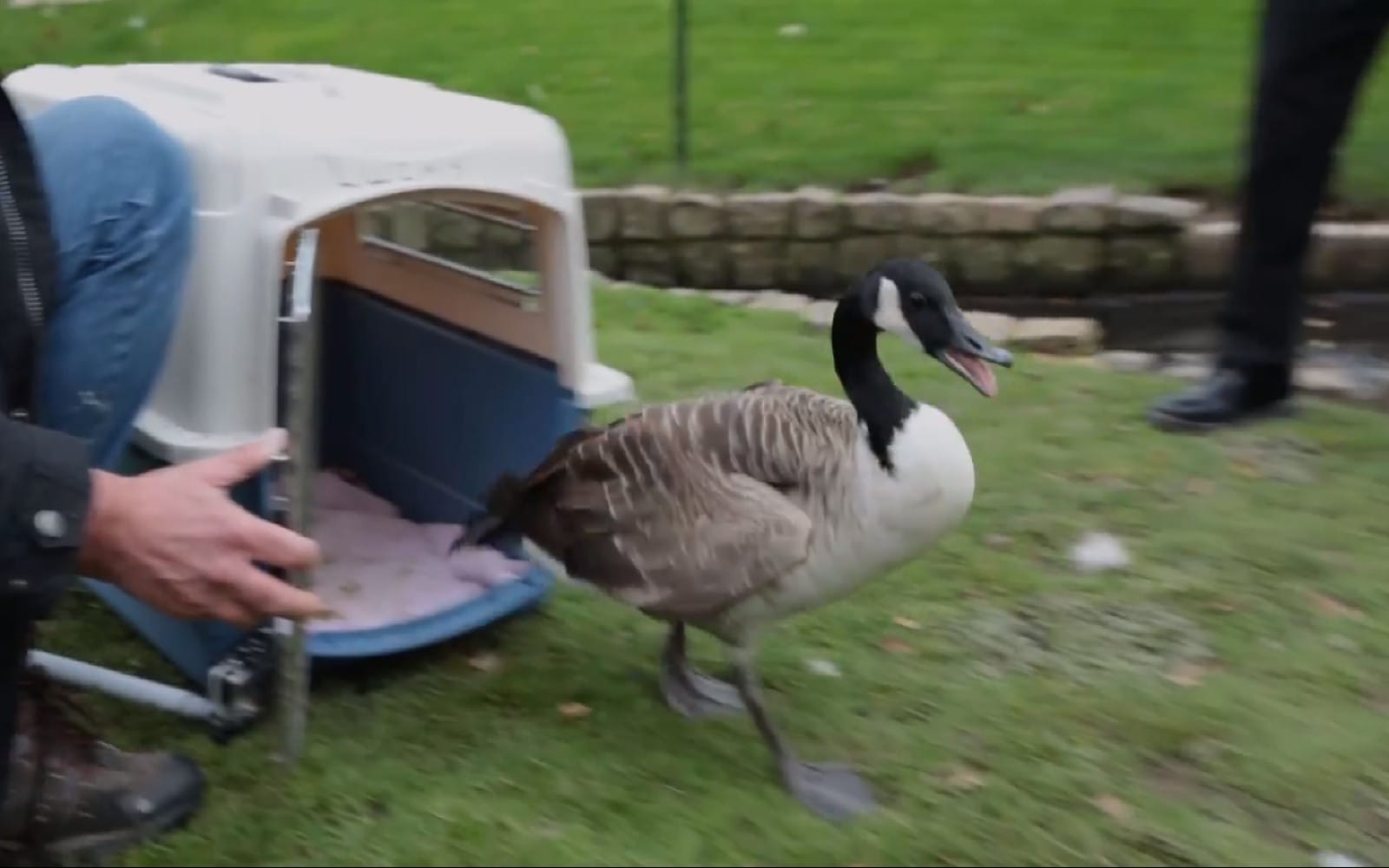 Injured Goose With Shattered Wing Flies Again [Video] – One Green Planet