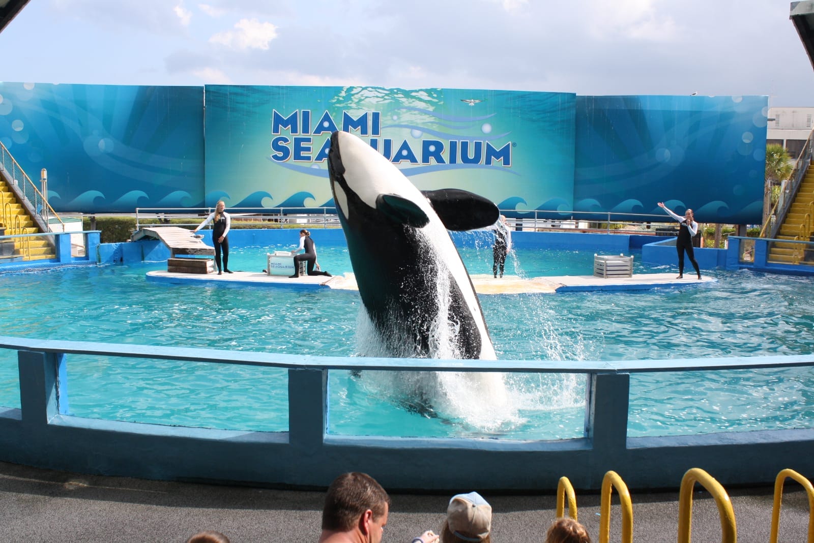 Whale In Swimming Pool