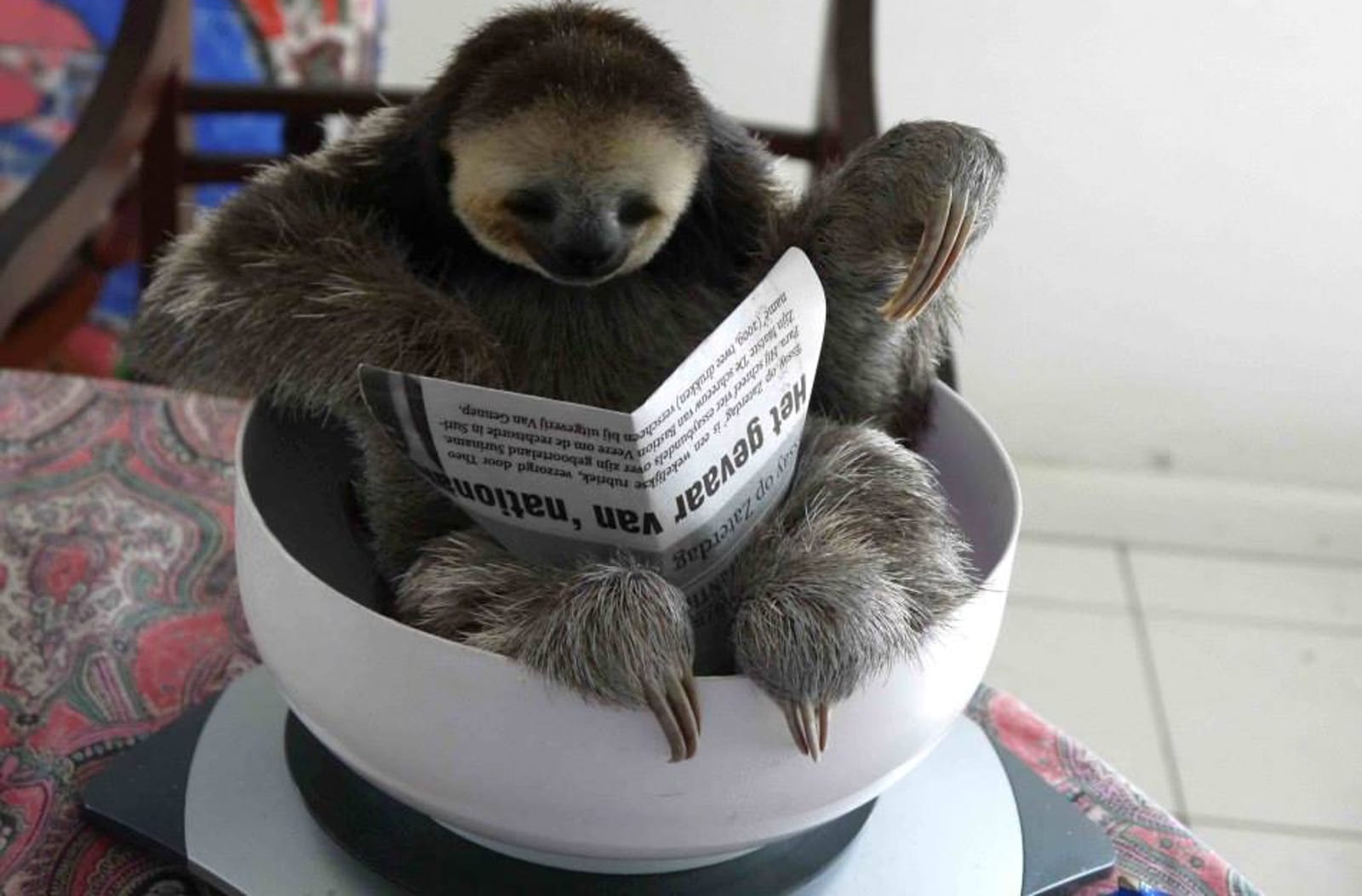 Meet the Incredible Woman Who Runs a Sloth Sanctuary Out of Her Home ...