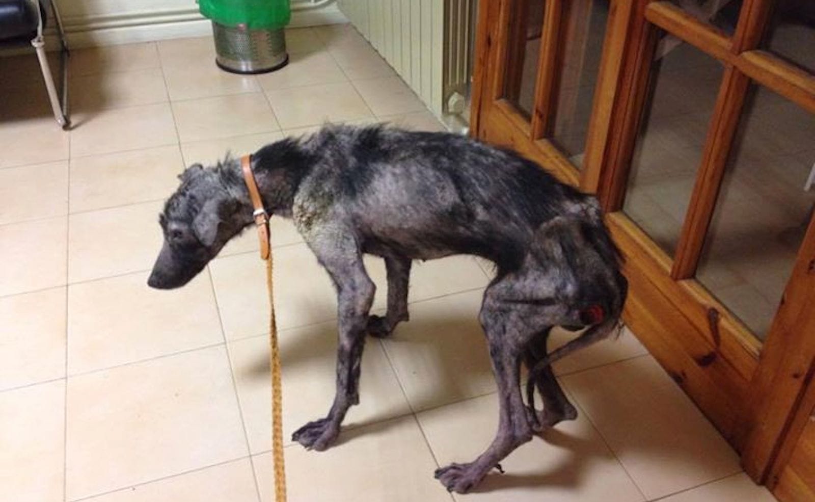 Almost Dead Dog Makes a Miraculous Recovery …You Won’t Believe How He ...