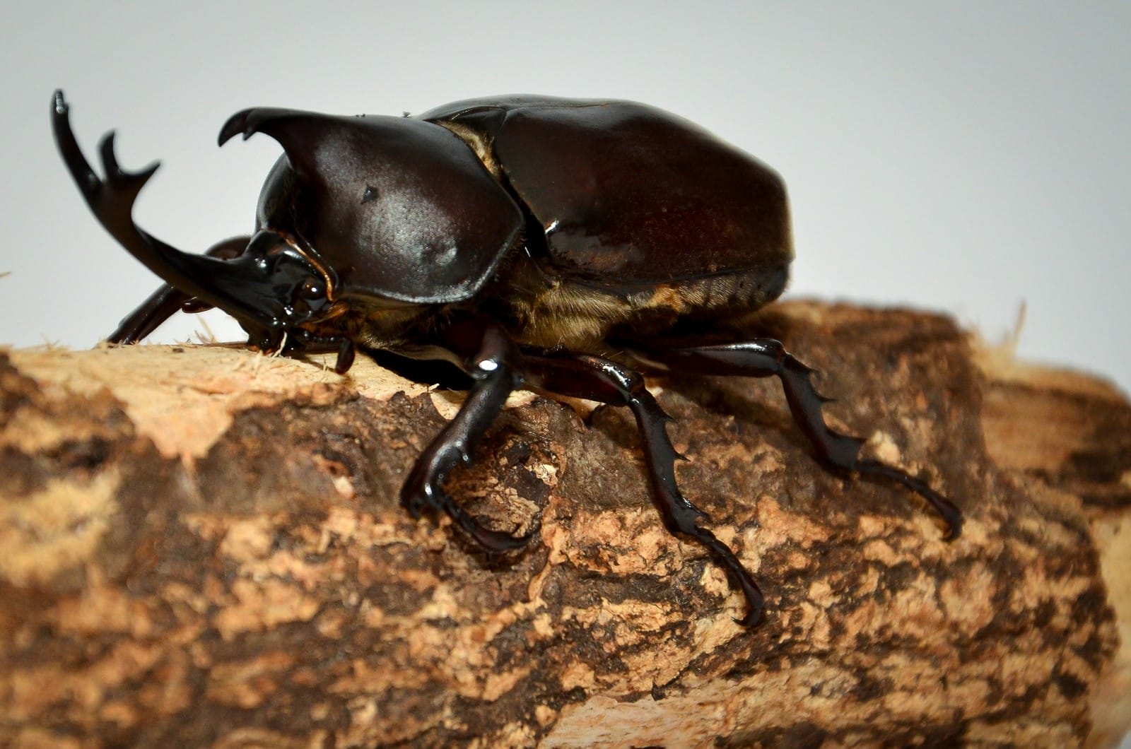 Japanese Rhinoceros Beetle Pet