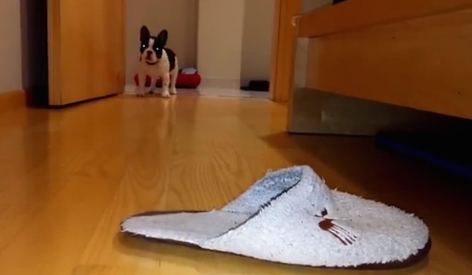 Adorable French Bulldog Puppy Is Obsessed With Stealing Slippers (VIDEO ...