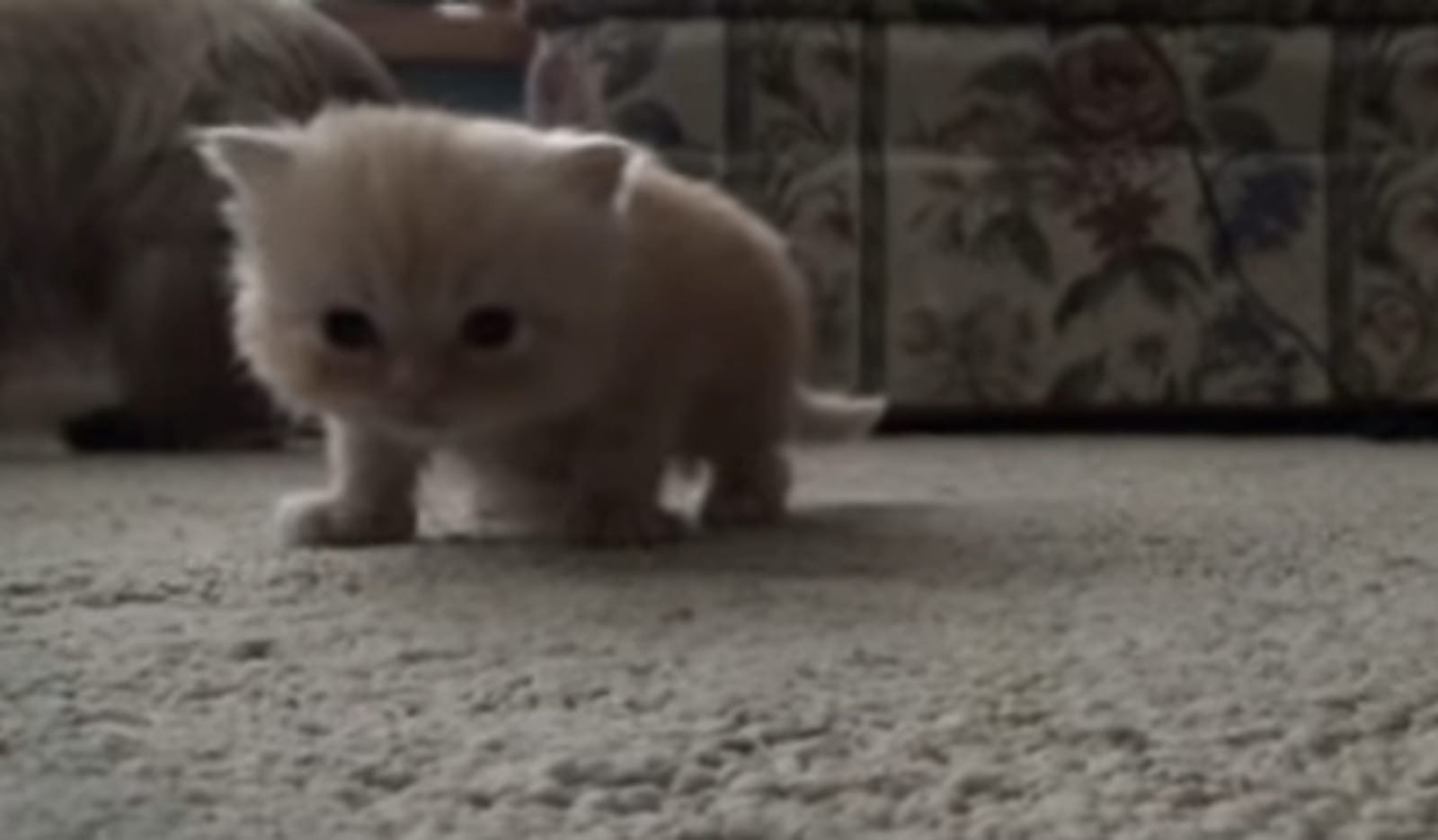This Fluffy Kitten Just Mastered the Art of Walking … Now There’s No ...