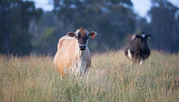 Clarabelle Cow Milk