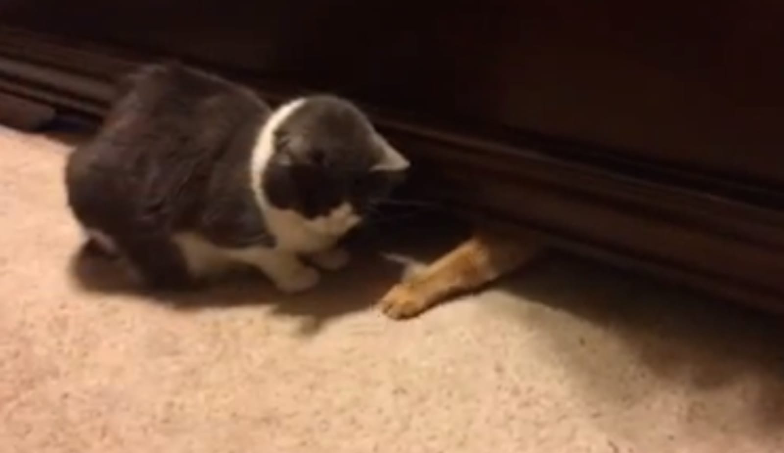 World’s Sneakiest Cat Has Devised the Perfect Tactic to Steal Treats ...