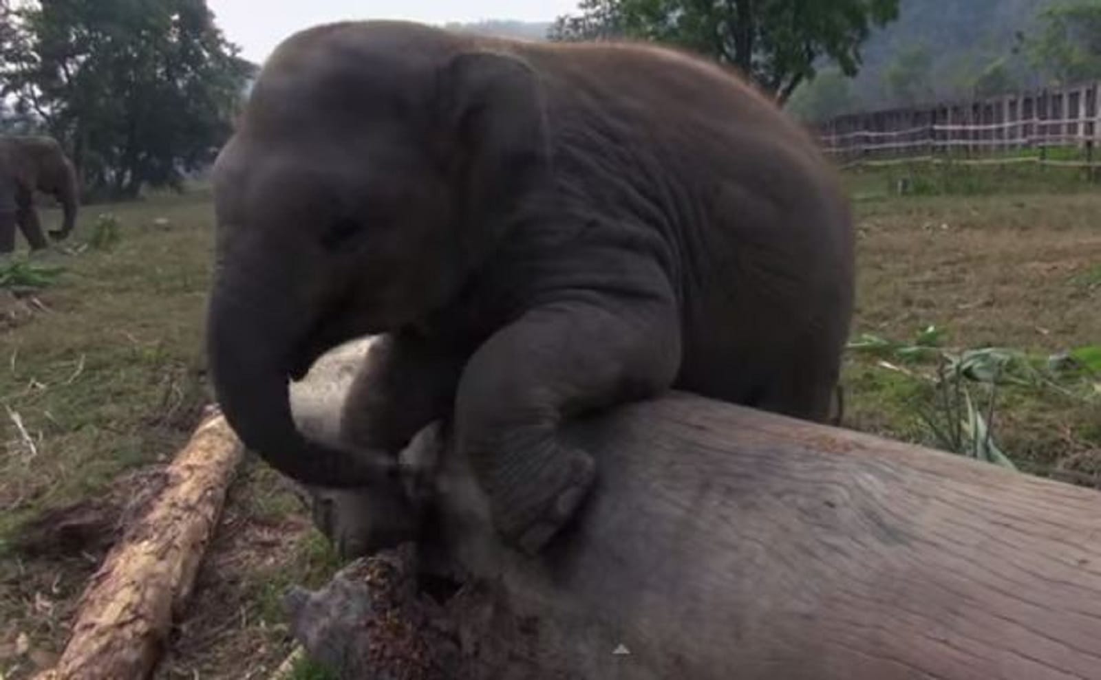 Rescued Baby Elephant Has a Wild Time Playing at His Sanctuary Home ...