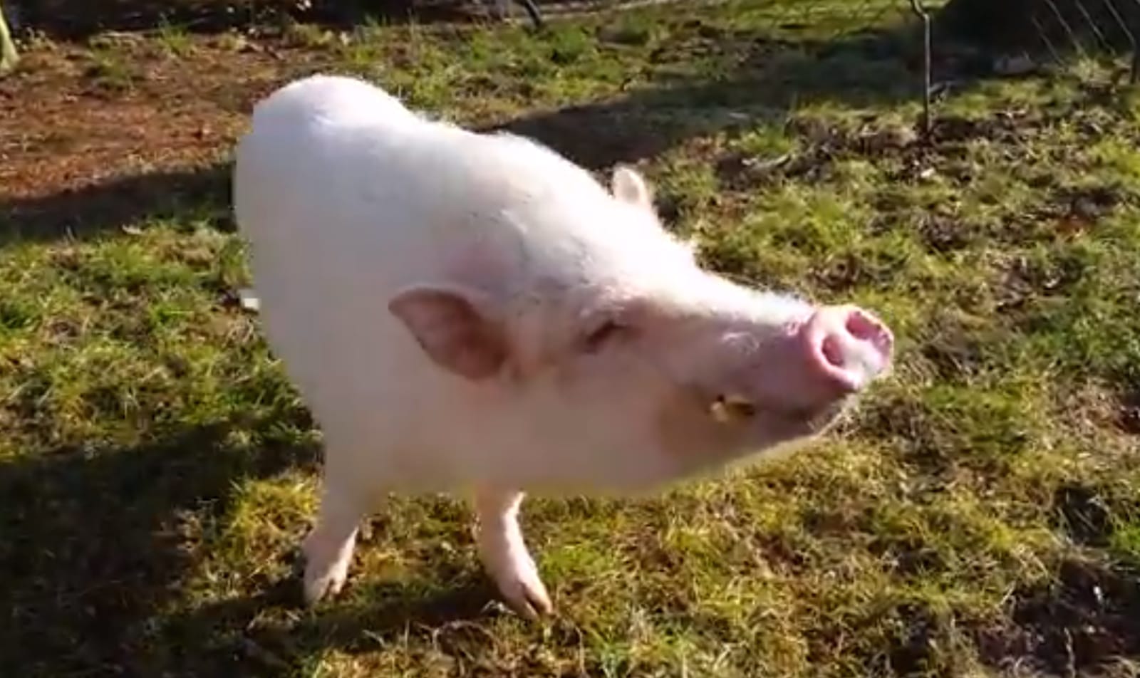 Not Only Can This Pig Do Tricks Like a Dog, But He Can Do Them While ...