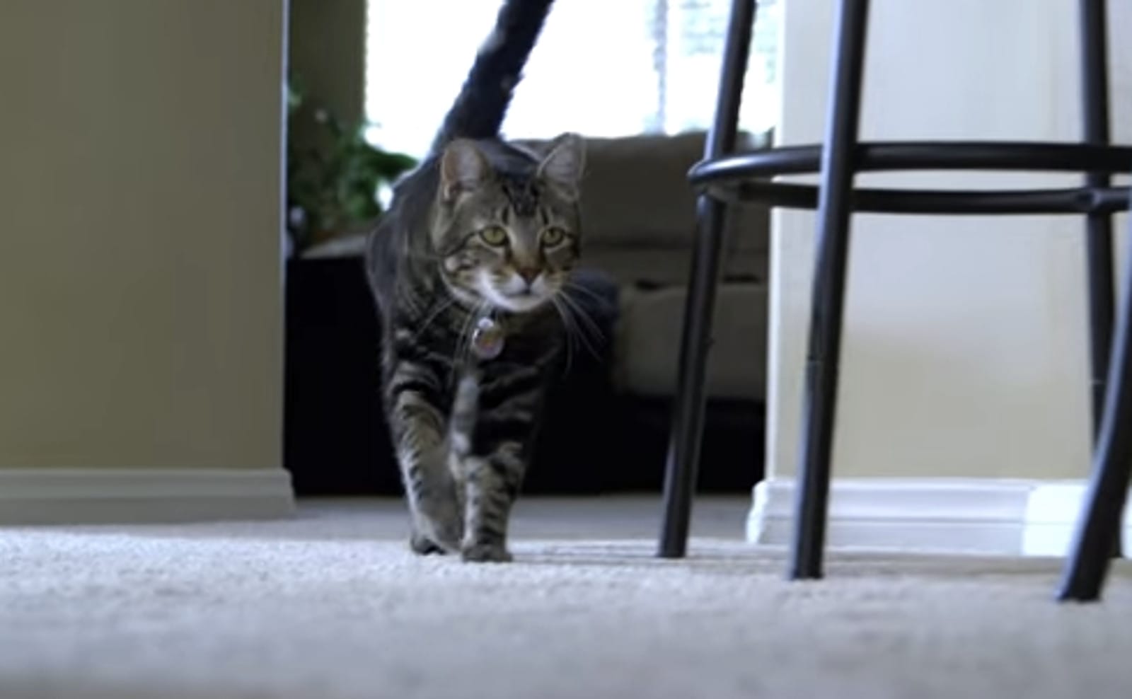 Meet Tara: The ‘Hero Cat’ Who Saved a 4 Year Old’s Life (VIDEO) – One ...