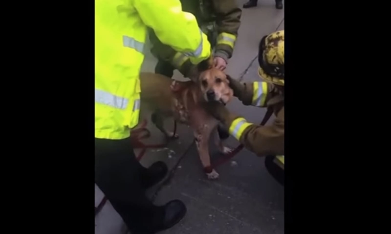 Amazing Firefighters Rescue Dog Stuck in a 6-Inch Gap Between Buildings ...