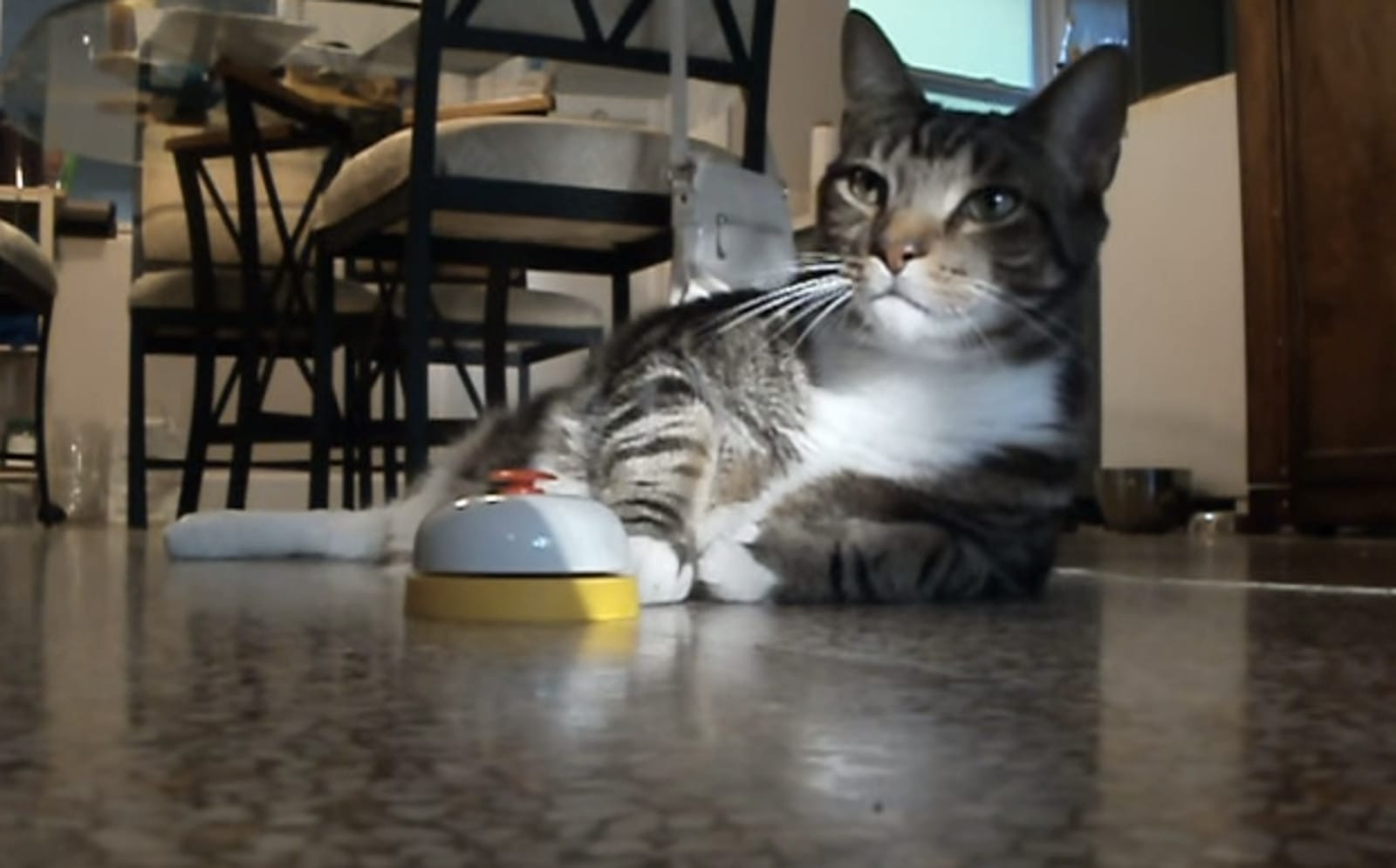 Demanding Cat Rings Bell to Have His Human Bring Him Treats (VIDEO ...