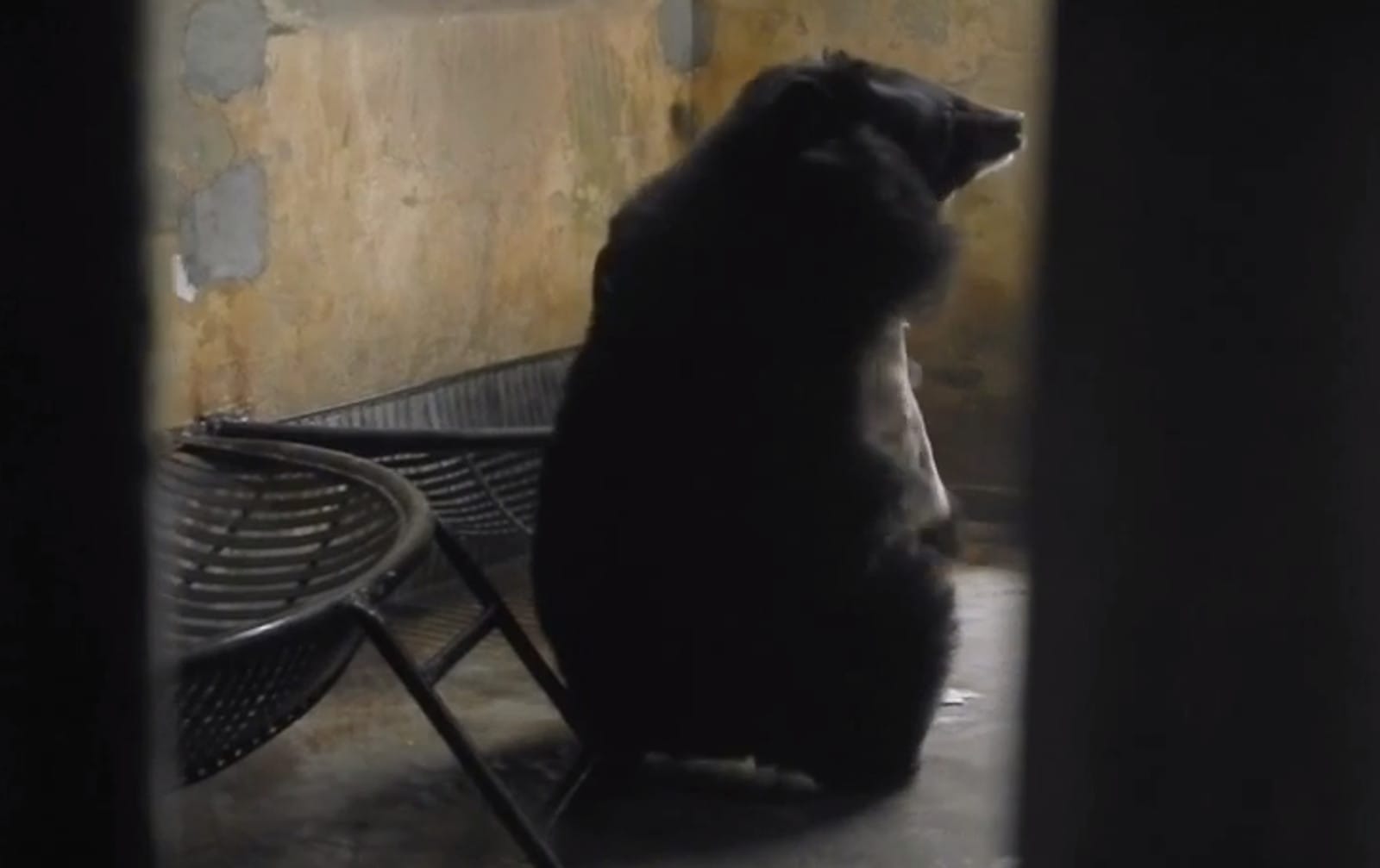 Lame Rescued Moon Bear Takes Her First Steps After Successful Surgery ...