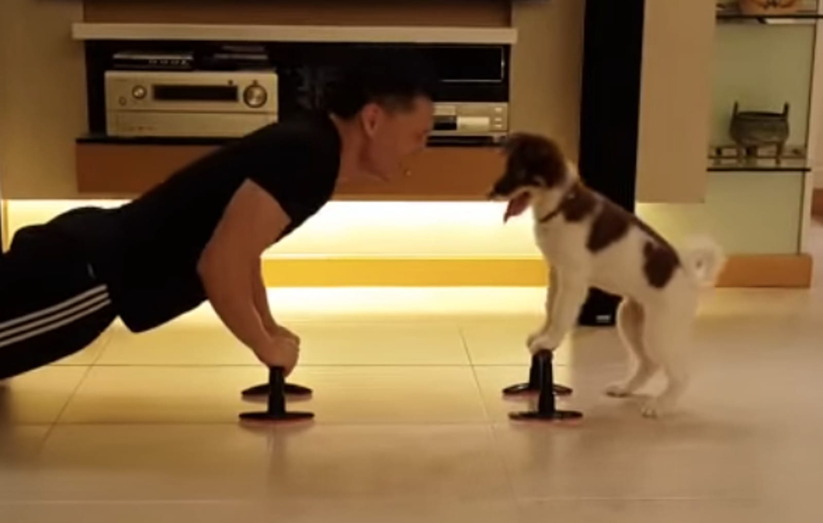 Looking for the Perfect Gym Buddy? Why Not Ask This Puppy! (VIDEO ...
