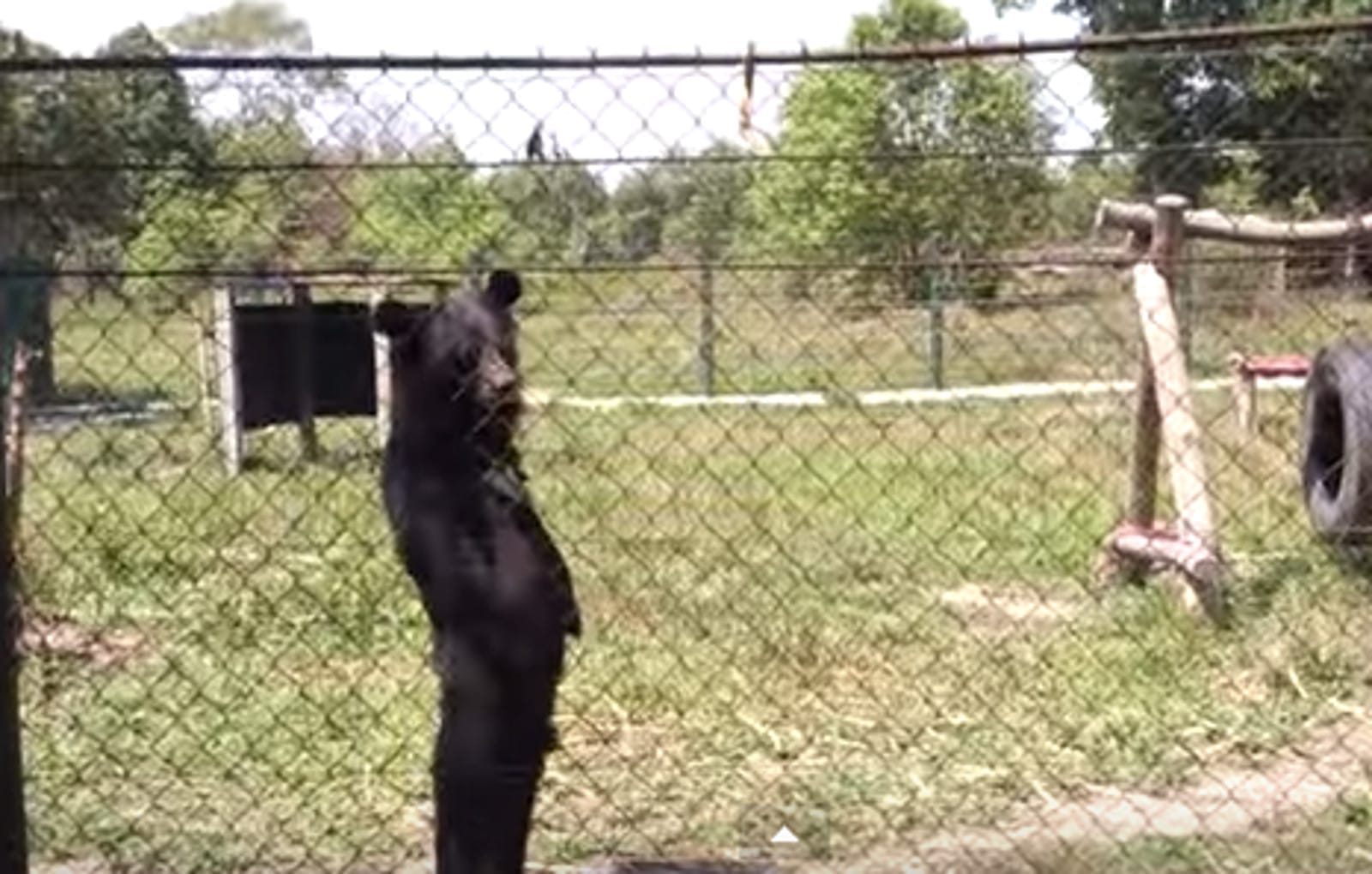 Learn the Dark Truth Behind This ‘Funny’ Video of a Rescued Bear ...