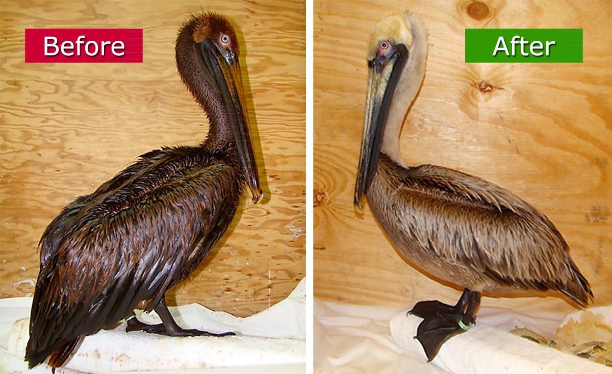 Animal Abuse Before And After