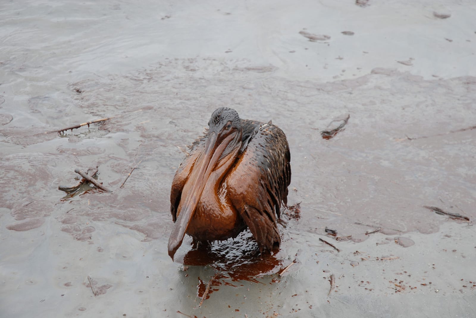 Oil Spill Animals Before And After